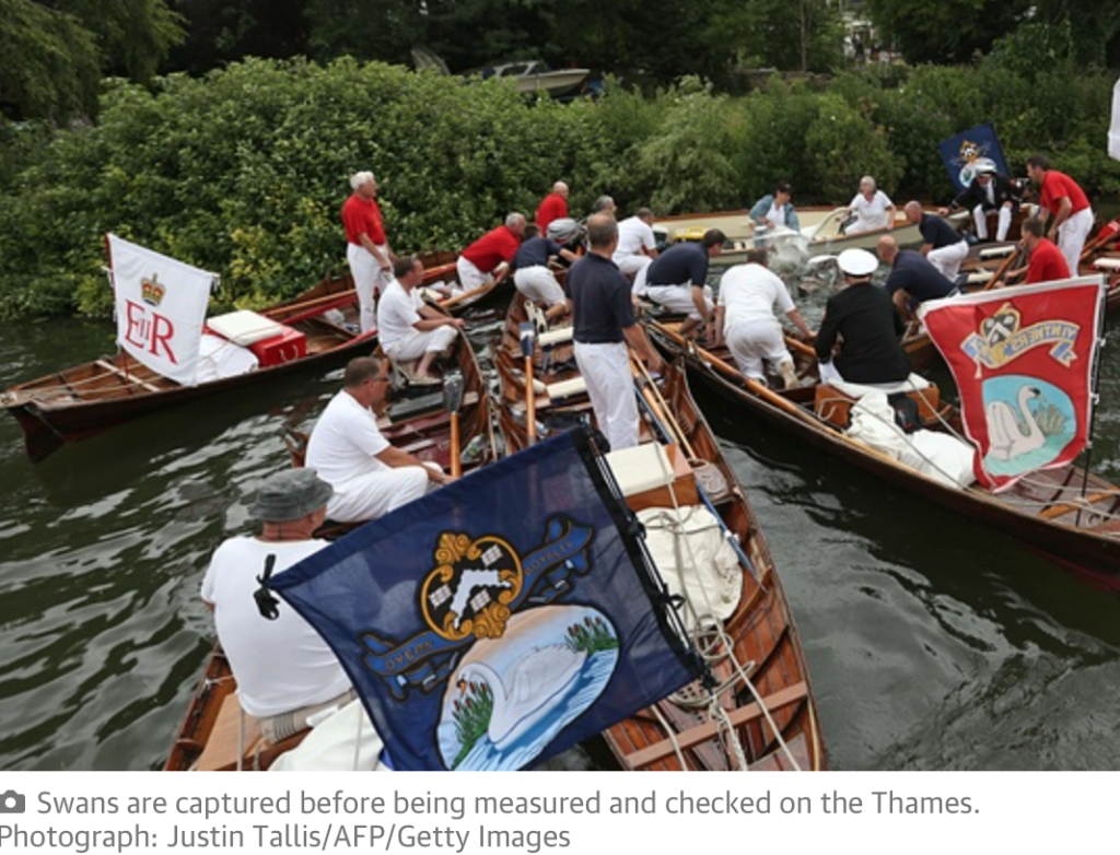Royal Swan Upping on the Thames — 15-21 July — did you know the king ...